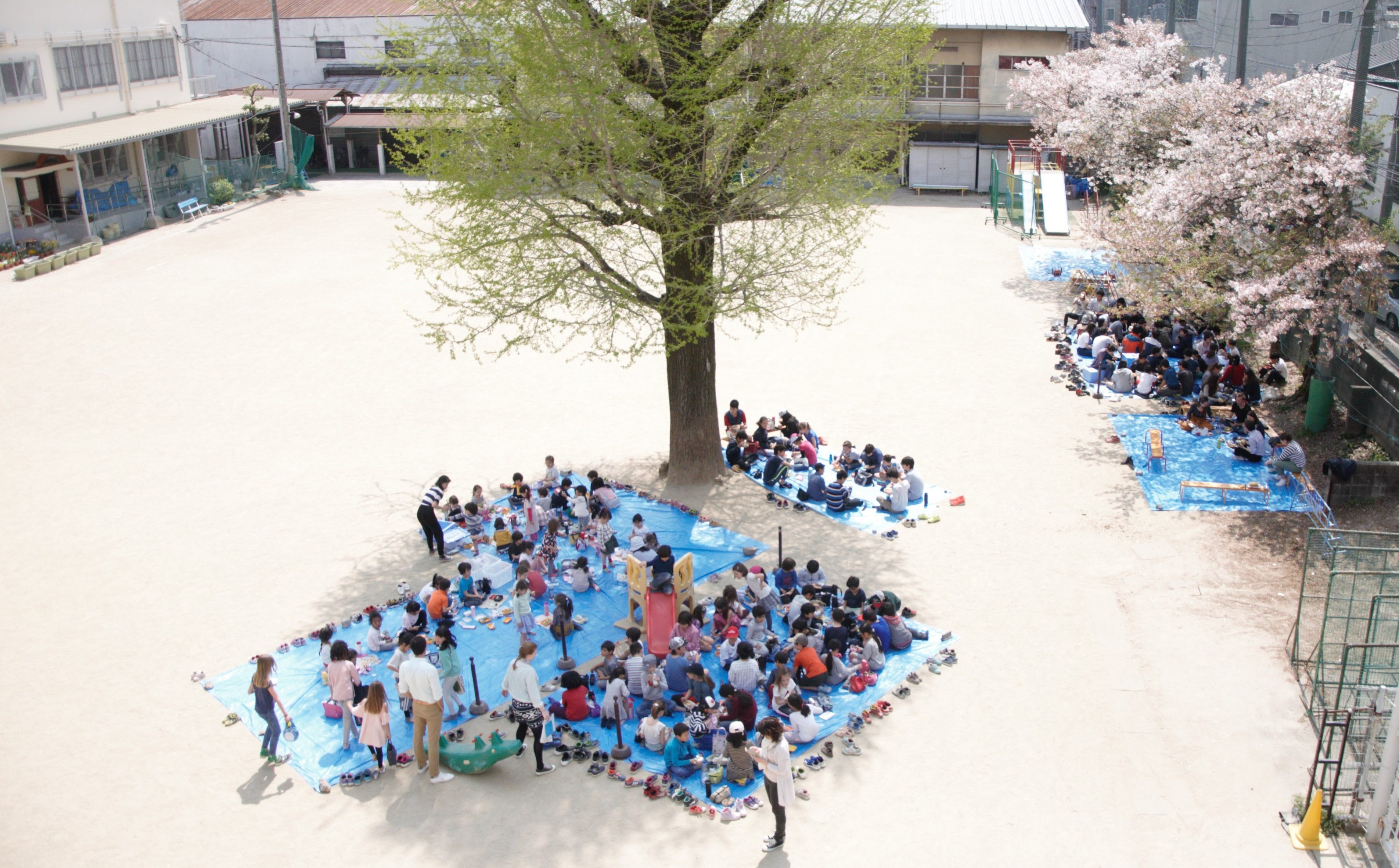 Hanami au LFIK - Lycée Français International de Kyoto